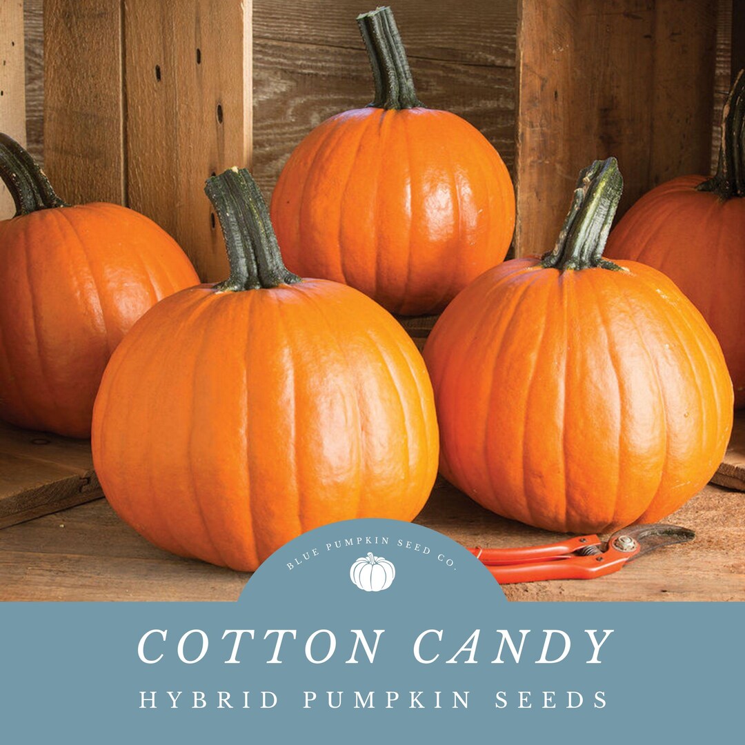Gum Drop F1 Pumpkin Seeds: Grow Petite Gum Drop Shaped Pumpkins! - Etsy