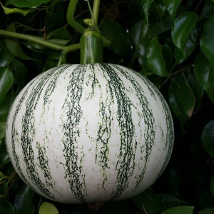 Silver Edge (heirloom/c.mixta) Seeds: Heirloom Squash, Cushaw Pumpkin ...