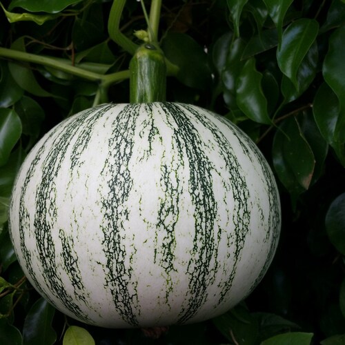 Silver Edge heirloom/c.mixta Seeds: Heirloom Squash Cushaw - Etsy