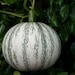 Silver Edge (heirloom/c.mixta) Seeds: Heirloom Squash, Cushaw Pumpkin ...