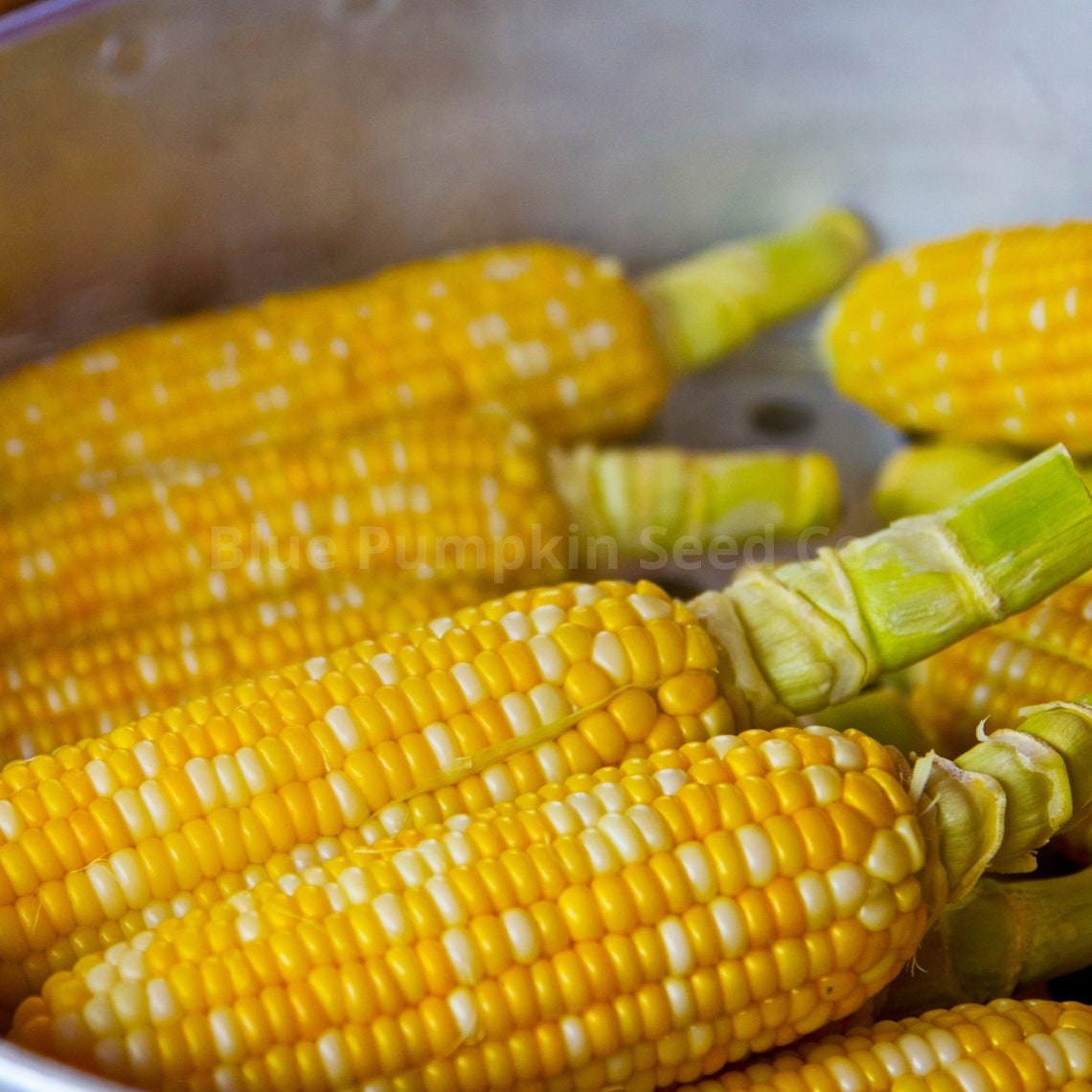 Serendipity Triple-sweet Corn Seeds: Triplesweet Corn - Etsy