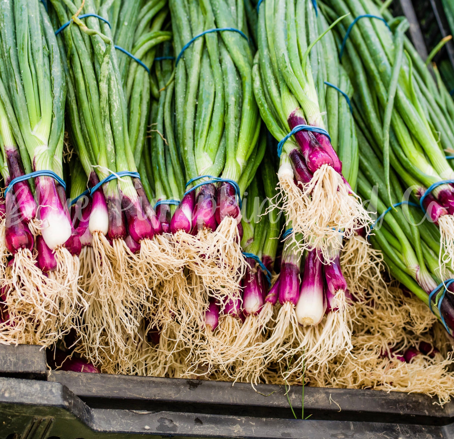 Red Beard Bunching Onion F1: Red Onion Red Scallion Hybrid - Etsy