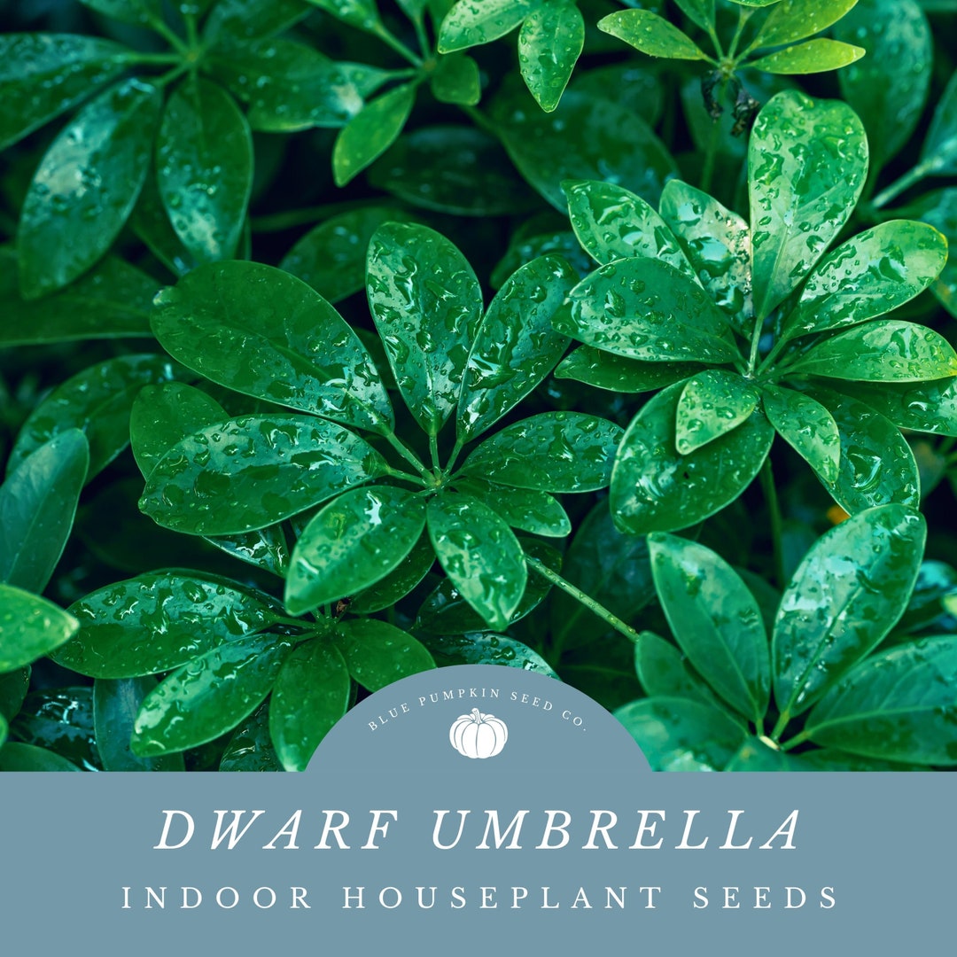 Dwarf Umbrella Tree Seeds: Breath Cleaner Air by Growing Your Own Dwarf ...