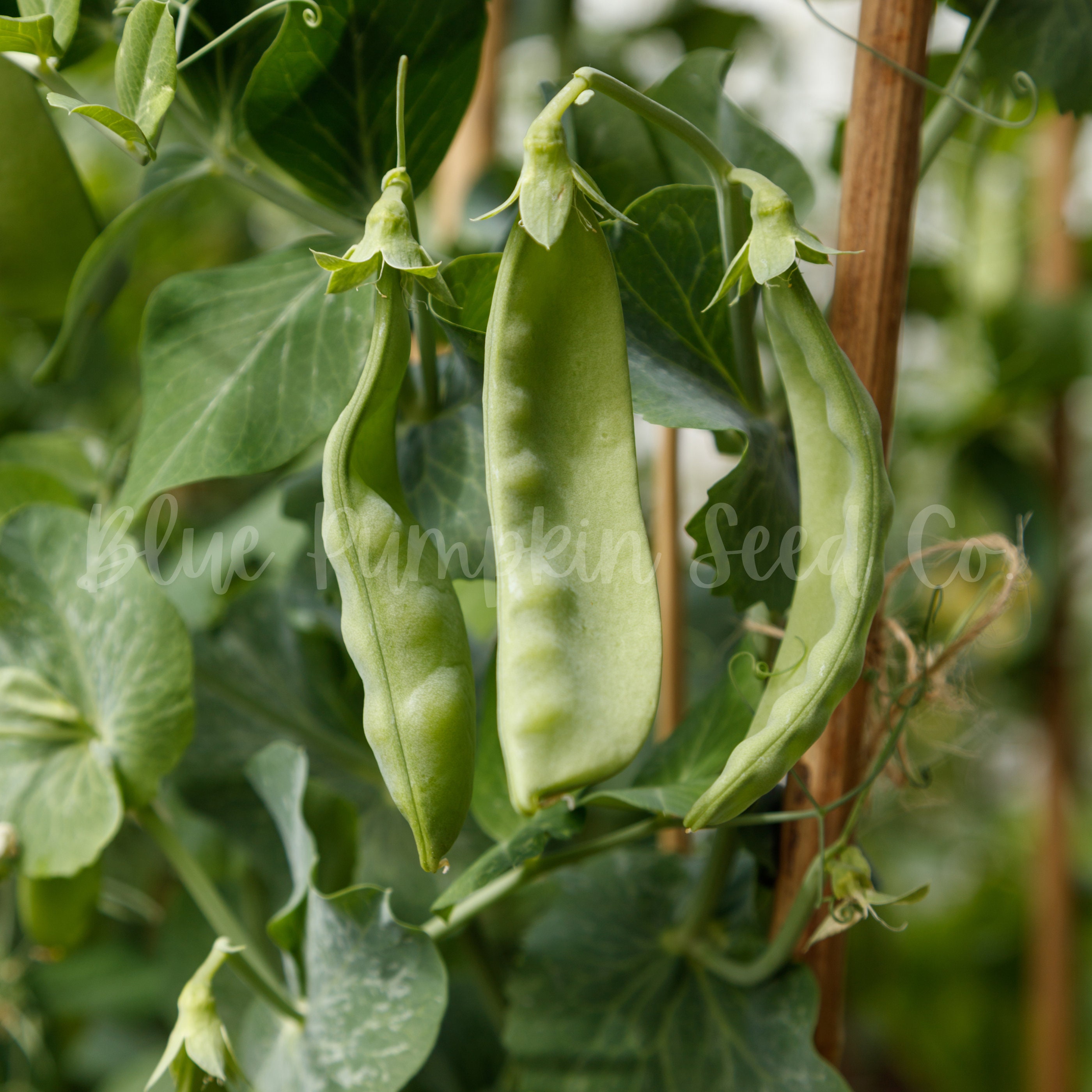 Mammoth Melting Snow Peas (heirloom): Mammoth Peas, Giant Snow Pea ...