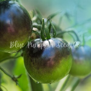 Indigo Cherry Drop Tomato (f1 Hybrid, Indeterminate, Certifed Organic ...