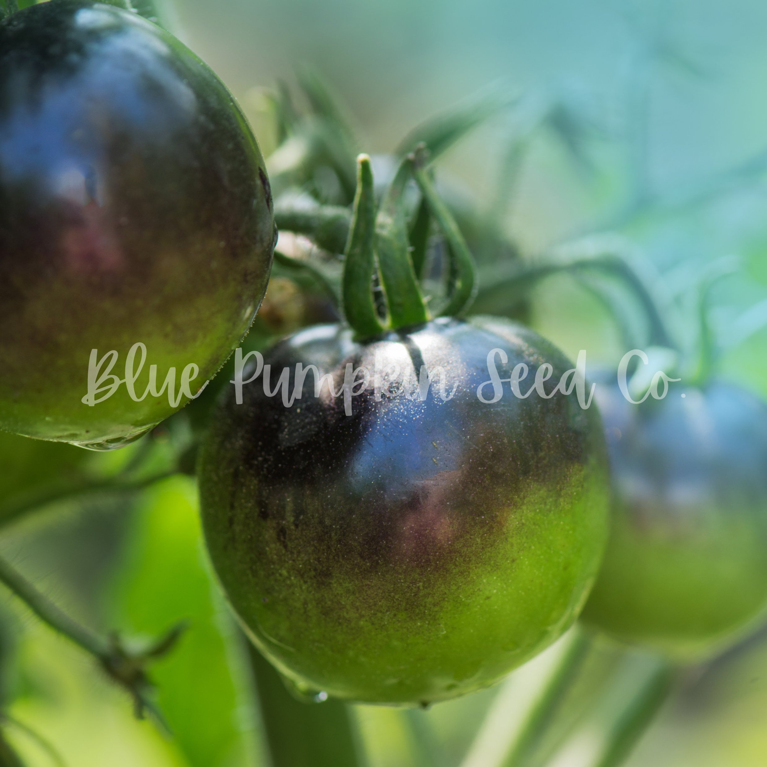 Indigo Cherry Drop tomato f1 hybrid indeterminate Certifed - Etsy