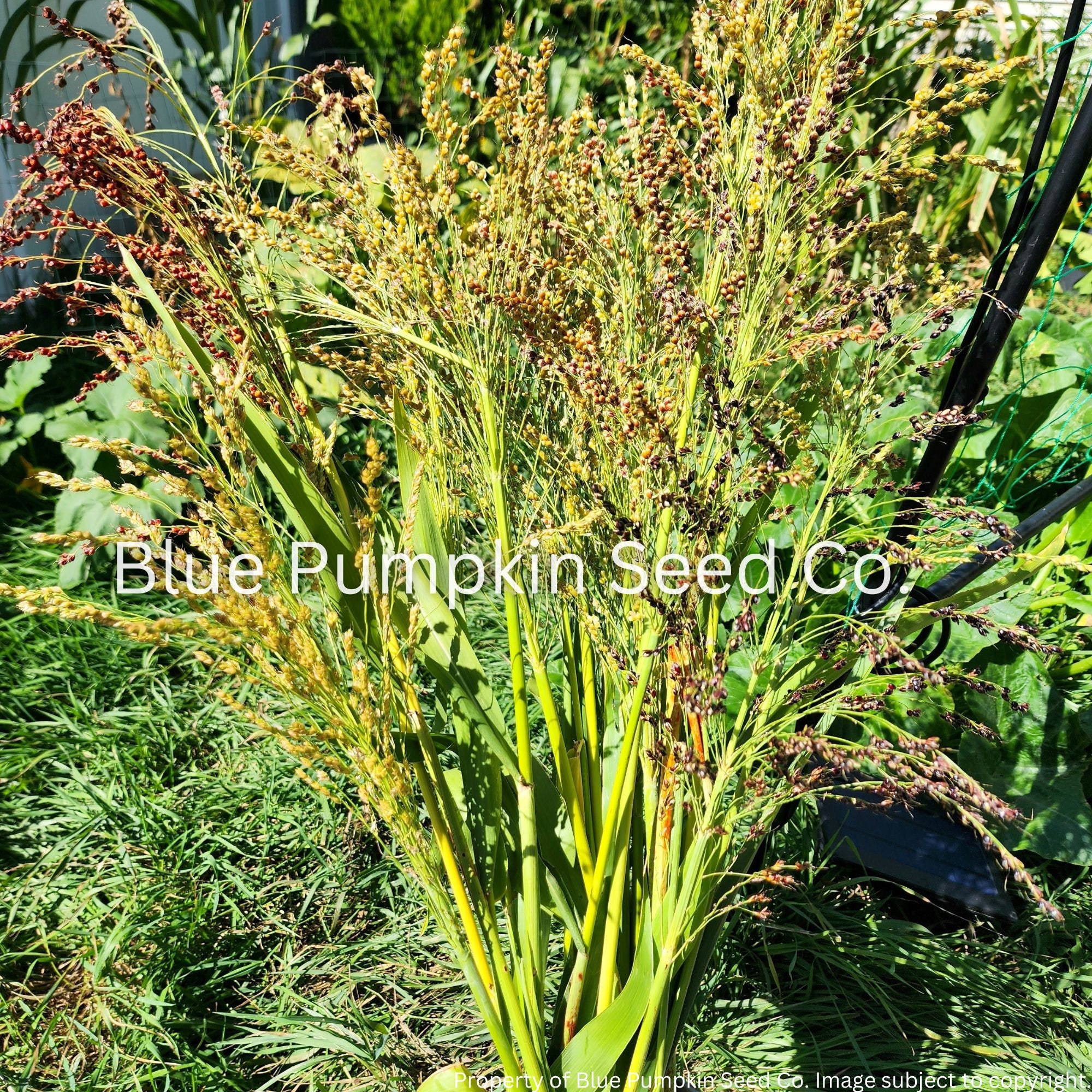 Yellow Broom Corn Seed