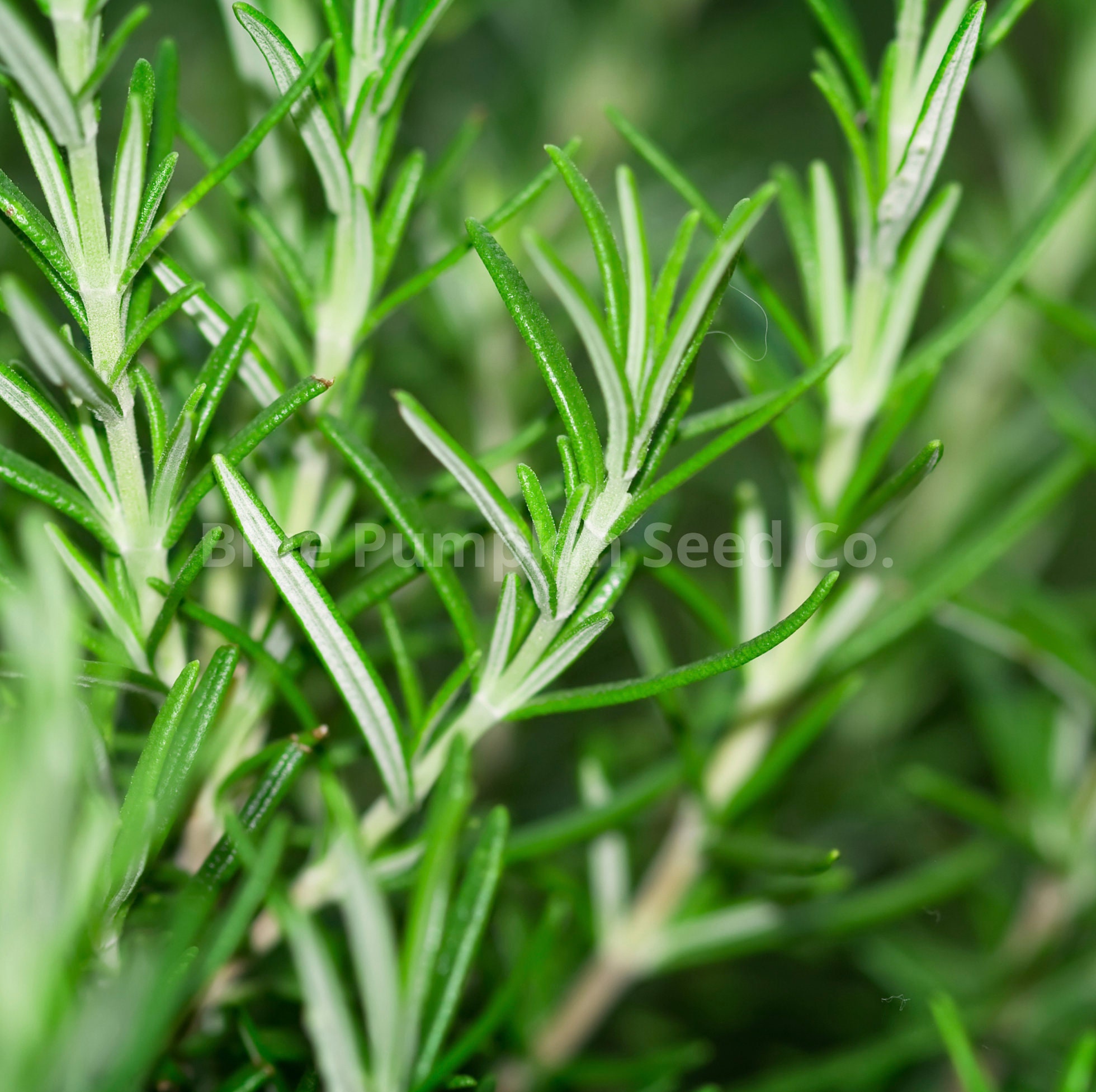 Rosemary (heirloom/op) Seeds: Compass Weed, Compass Plant, Encensier ...