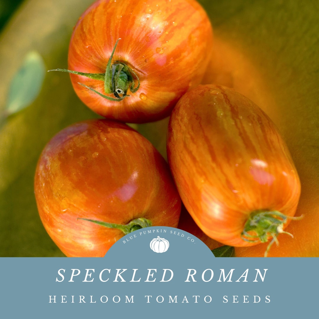 Speckled Roman Tomato (organic, Indeterminate, Heirloom): Plum Tomato ...