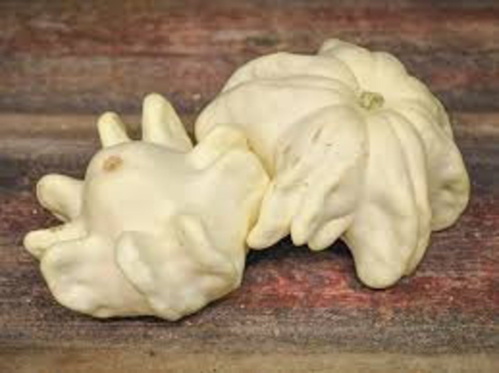 Yugoslavian Fingers (heirloom/c.pepo) Seeds: Semi-rare, White Finger ...