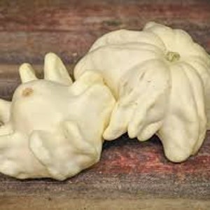 Yugoslavian Fingers (heirloom/c.pepo) Seeds: Semi-rare, White Finger ...