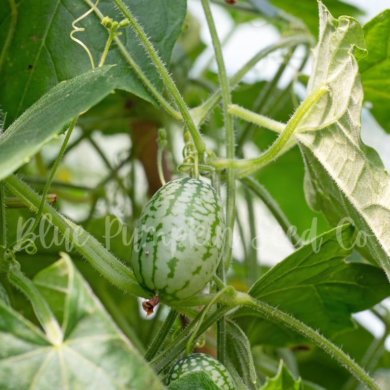 Cucamelon Mouse Melon Seeds: Melothria Scabra, Cucamelon, Mexican Sour ...