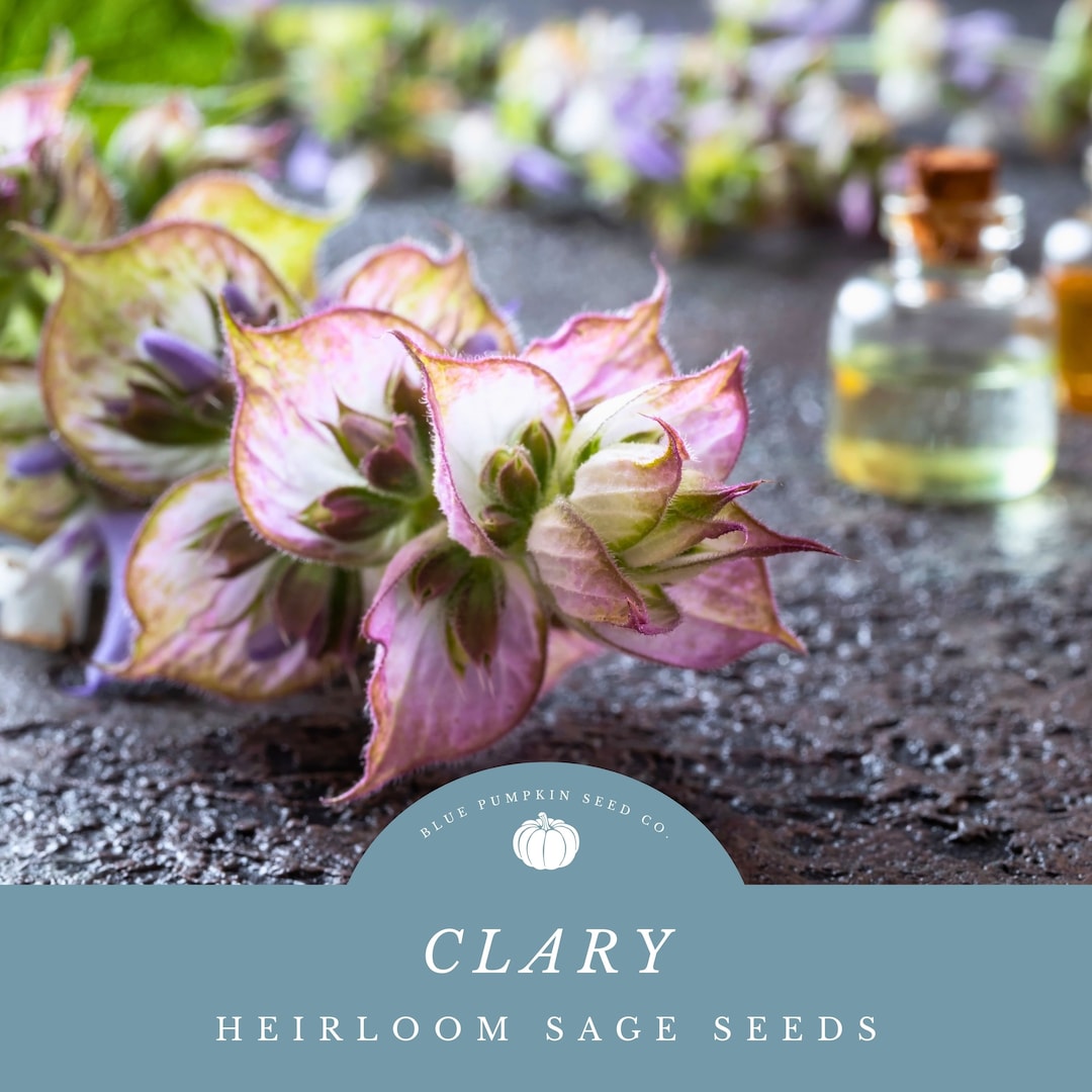 Clary Sage Seeds Perfect for Cooking, Teas, Perfumes, Soaps, and More ...