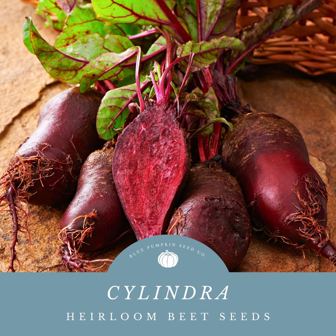 Cylindra Beet Seeds - Small and Sweet, Perfect for Canning and Pickling ...