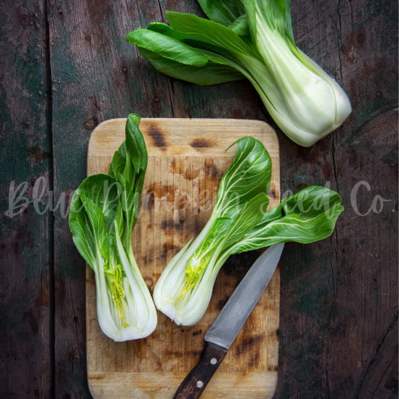 Pak Choi Seeds heirloom: Pak Choy Bak Choi Bak Choy - Etsy