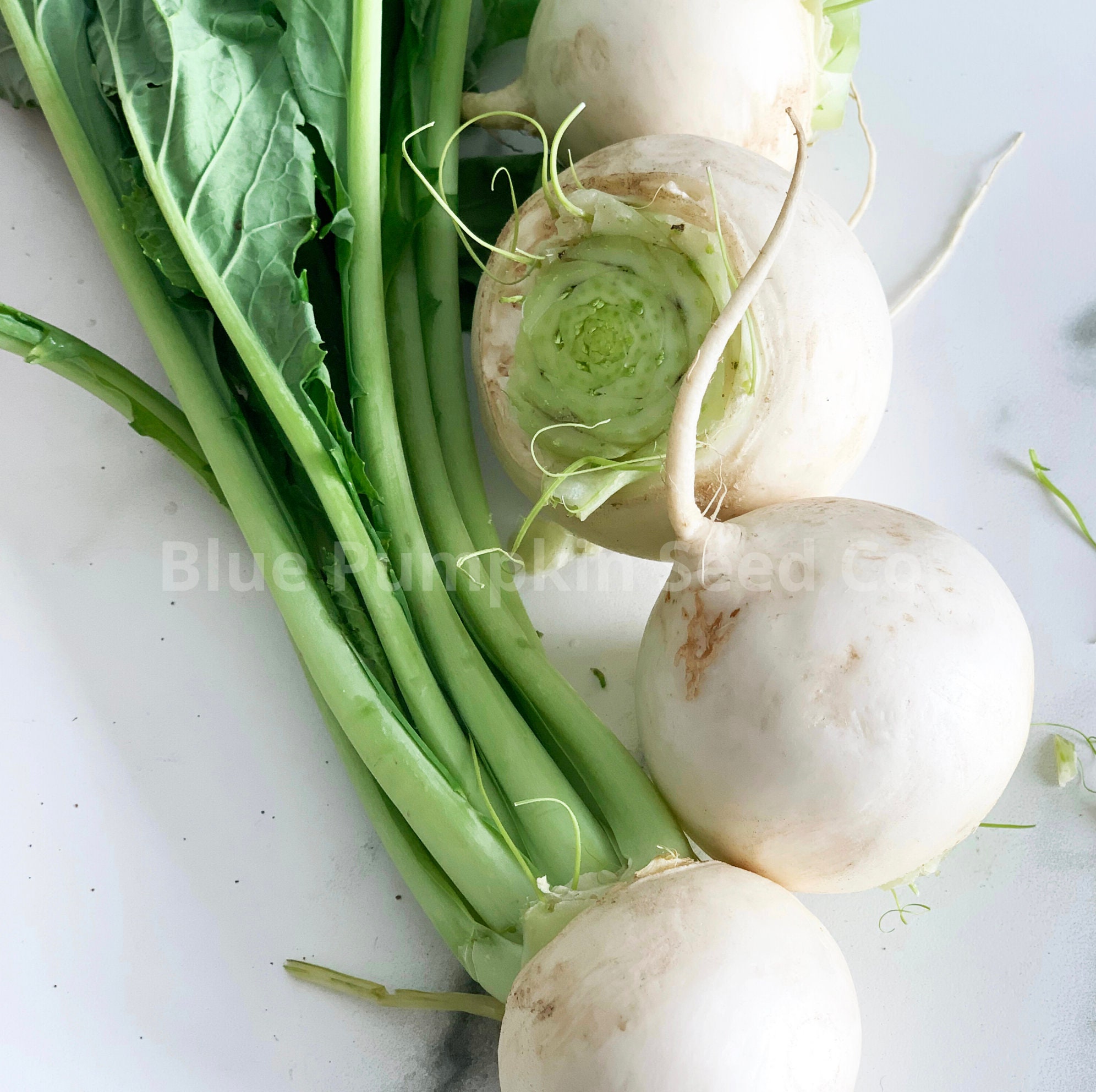 White Egg Turnip Seeds: Snowball Turnip Egg Turnip Heirloom | Etsy