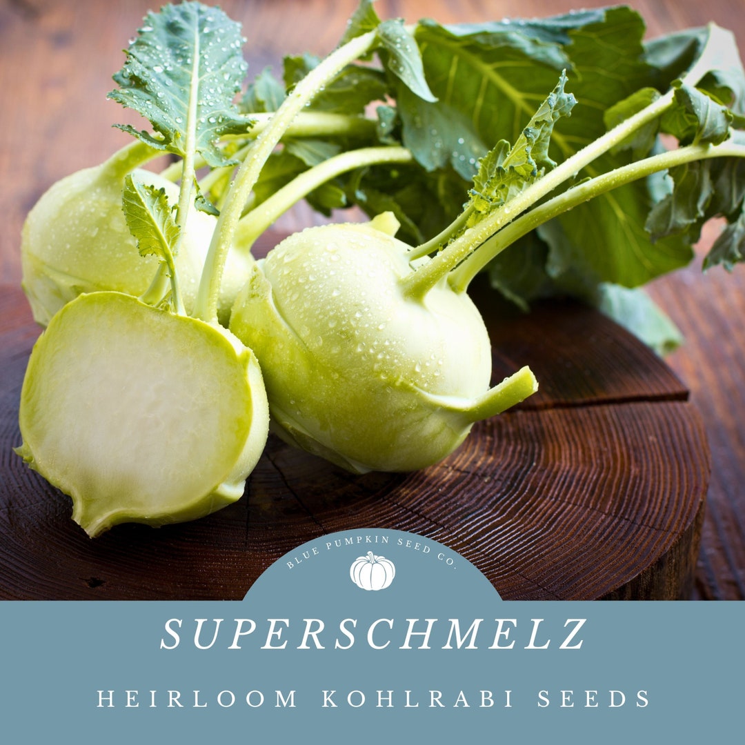 Superschmelz Kohlrabi Seeds: Giant White Kohlrabi, German Heirloom ...