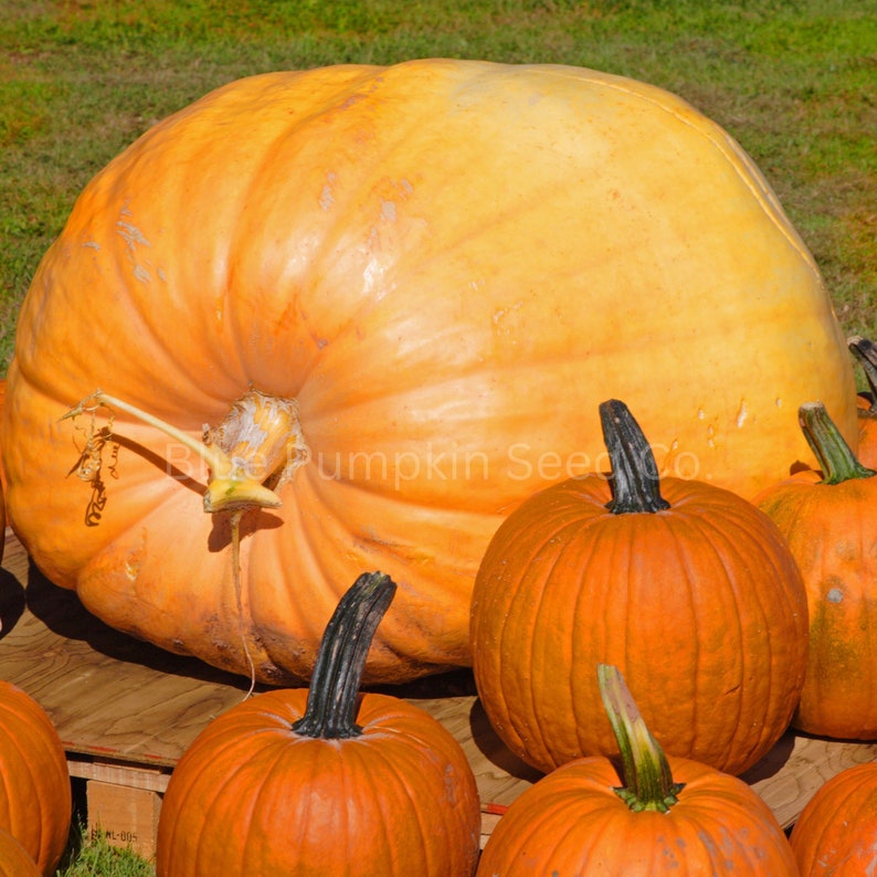 Dill's Atlantic Giant Pumpkin Seeds - Grow Giant Pumpkins - Break World ...
