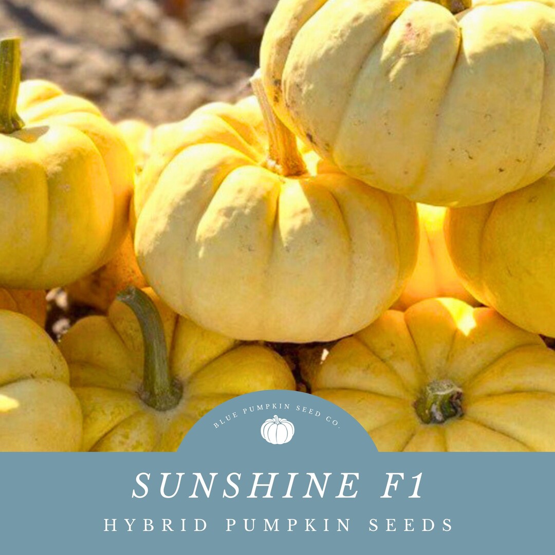 Sunshine F1 Pumpkin Seeds - Grow Vibrant Buttery Yellow, Stackable Mini ...