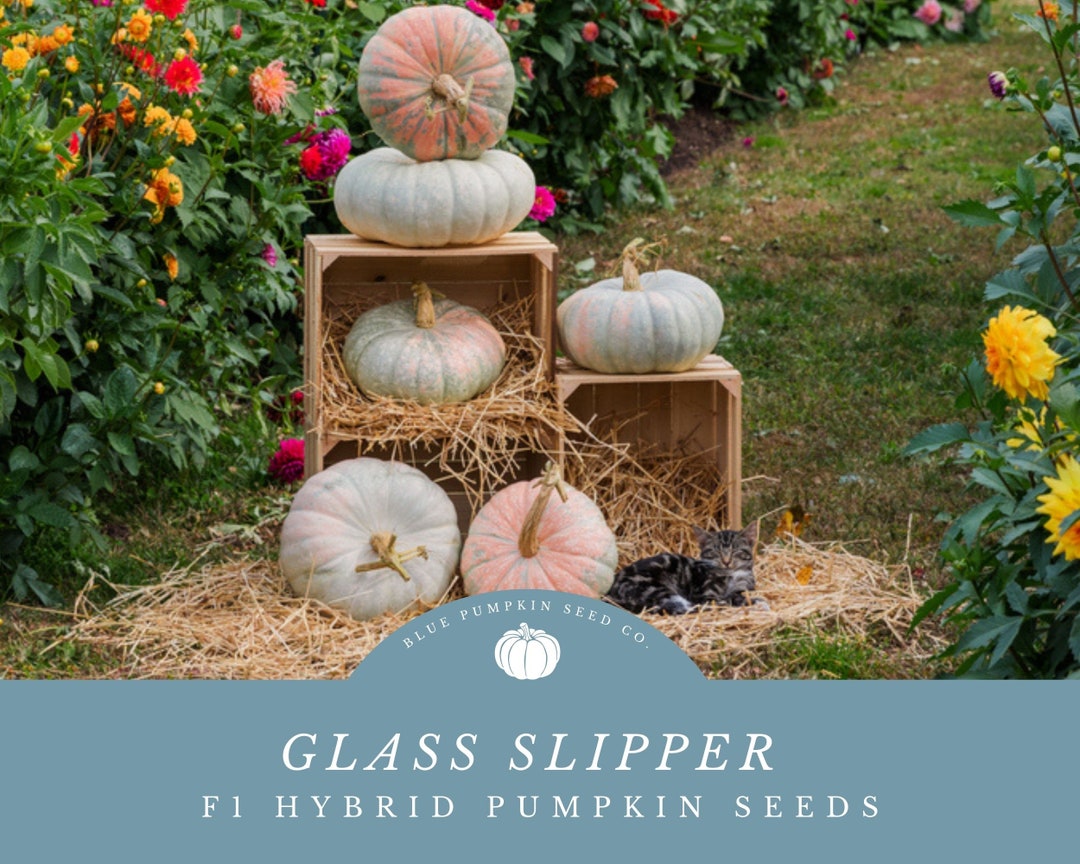 Glass Slipper F1 Pumpkin Seeds: Marbled Stacker Pumpkins in Varying ...
