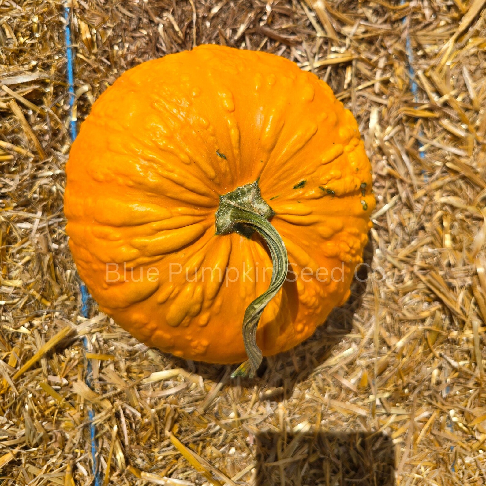 Sanchez F1 Pumpkin Seeds (treated) - Grow Quirky Squatty Warted ...