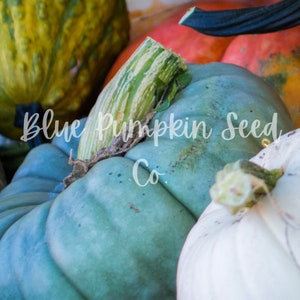 Jade Knight Pumpkin Seeds (f1/pm/zymv/c.maschata): Jade Pumpkin, Green ...