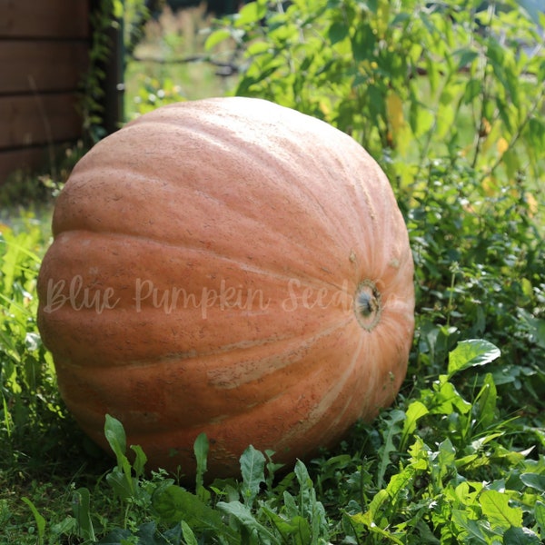 Native American Heirloom Seeds - Etsy