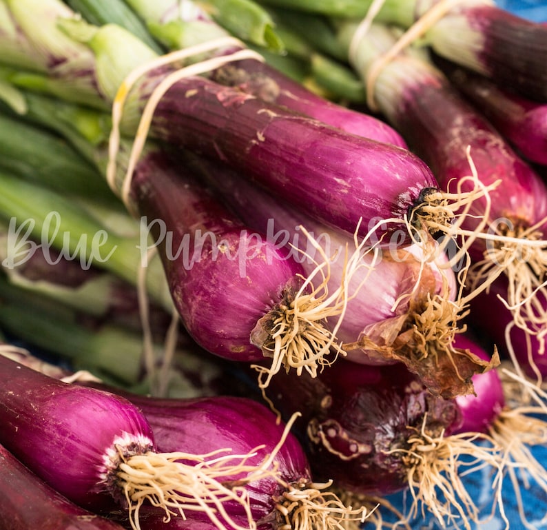 Red Beard Bunching Onion F1: Red Onion Red Scallion Hybrid - Etsy