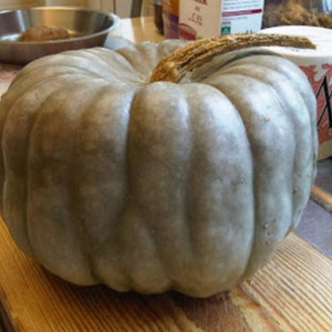 Blue Doll F1 Pumpkin Seeds: Grow Disease Resistant Stunning Blue ...