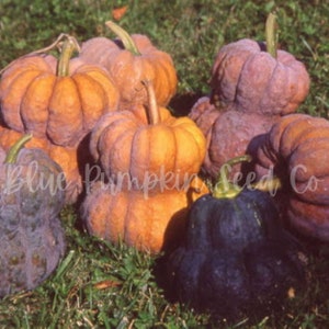 Shishigatani Pumpkin heirloom/c.moschataseeds: Toonas Makino ...