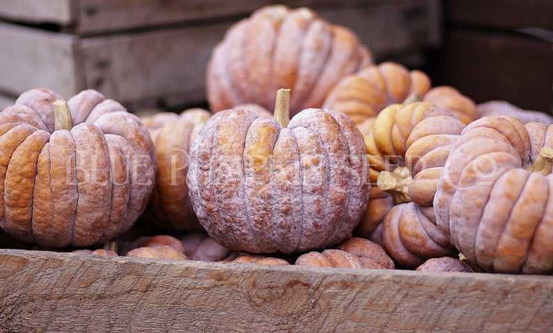 Black Futsu Pumpkin Seeds: Rare Japanese Heirloom, Delicious Nutty ...