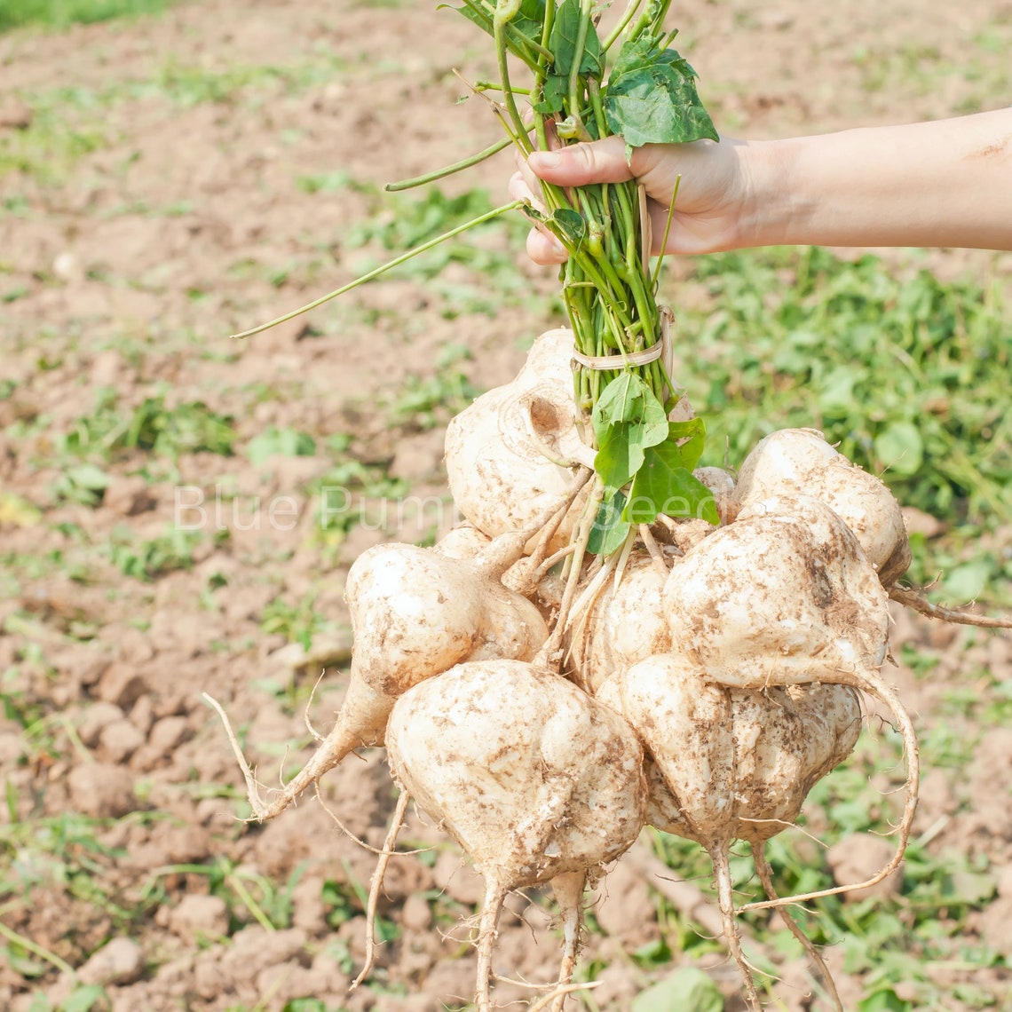 Thai Jicama Seeds - Experience the Exotic Flavors of Thailand - Grow ...