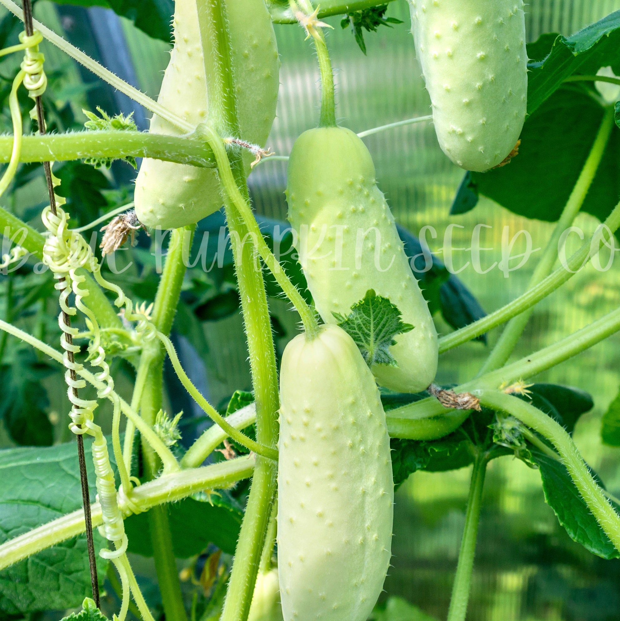 Miniature White Cucumbers heirloom/op: Dwarf Variety - Etsy