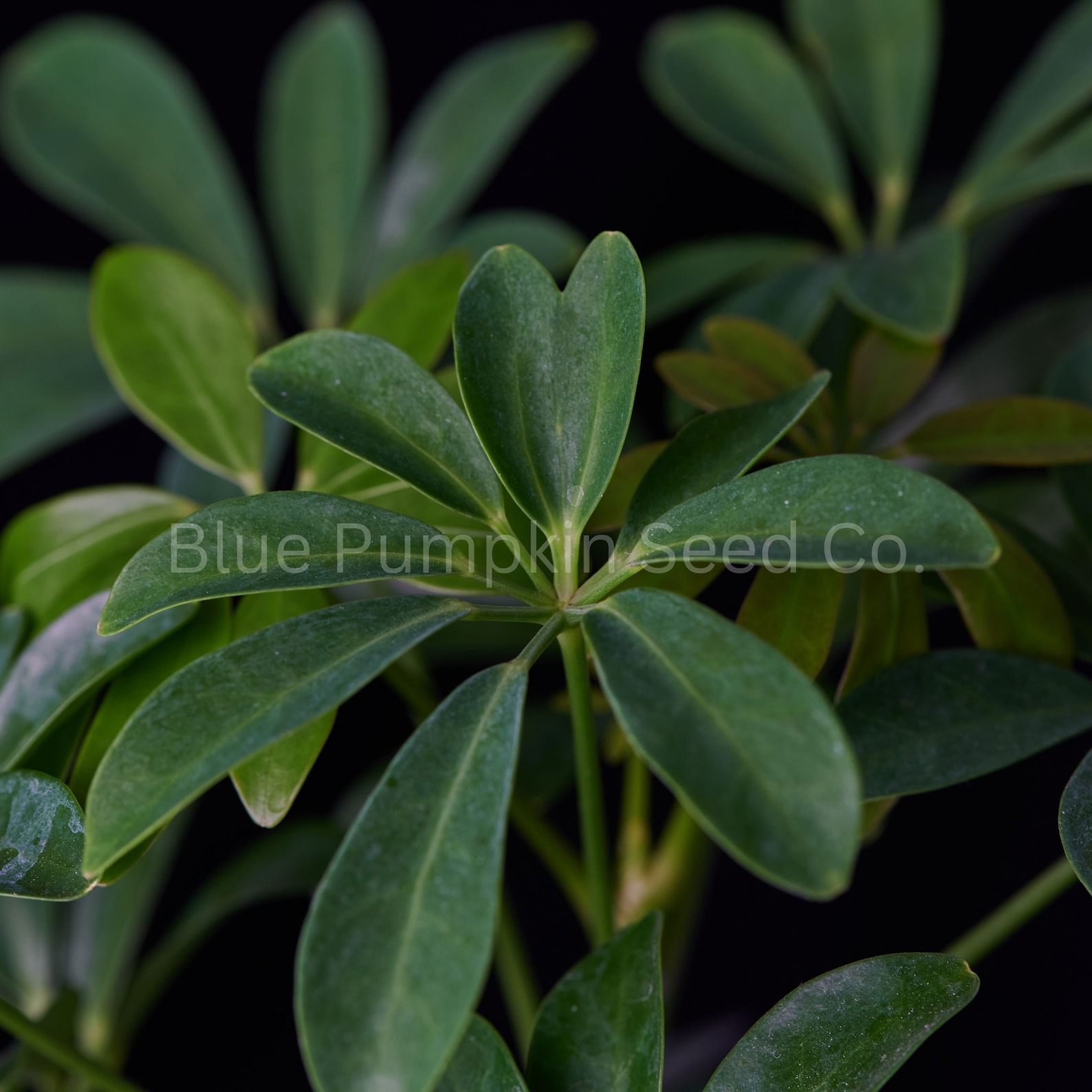 Dwarf Umbrella Tree Seeds: Breath Cleaner Air by Growing Your Own Dwarf ...