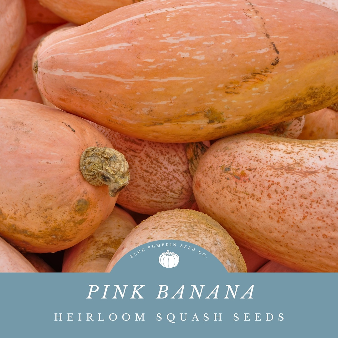 Pink Banana Jumbo Squash (heirloom/ C.maschata) Seeds: Pink Banana ...