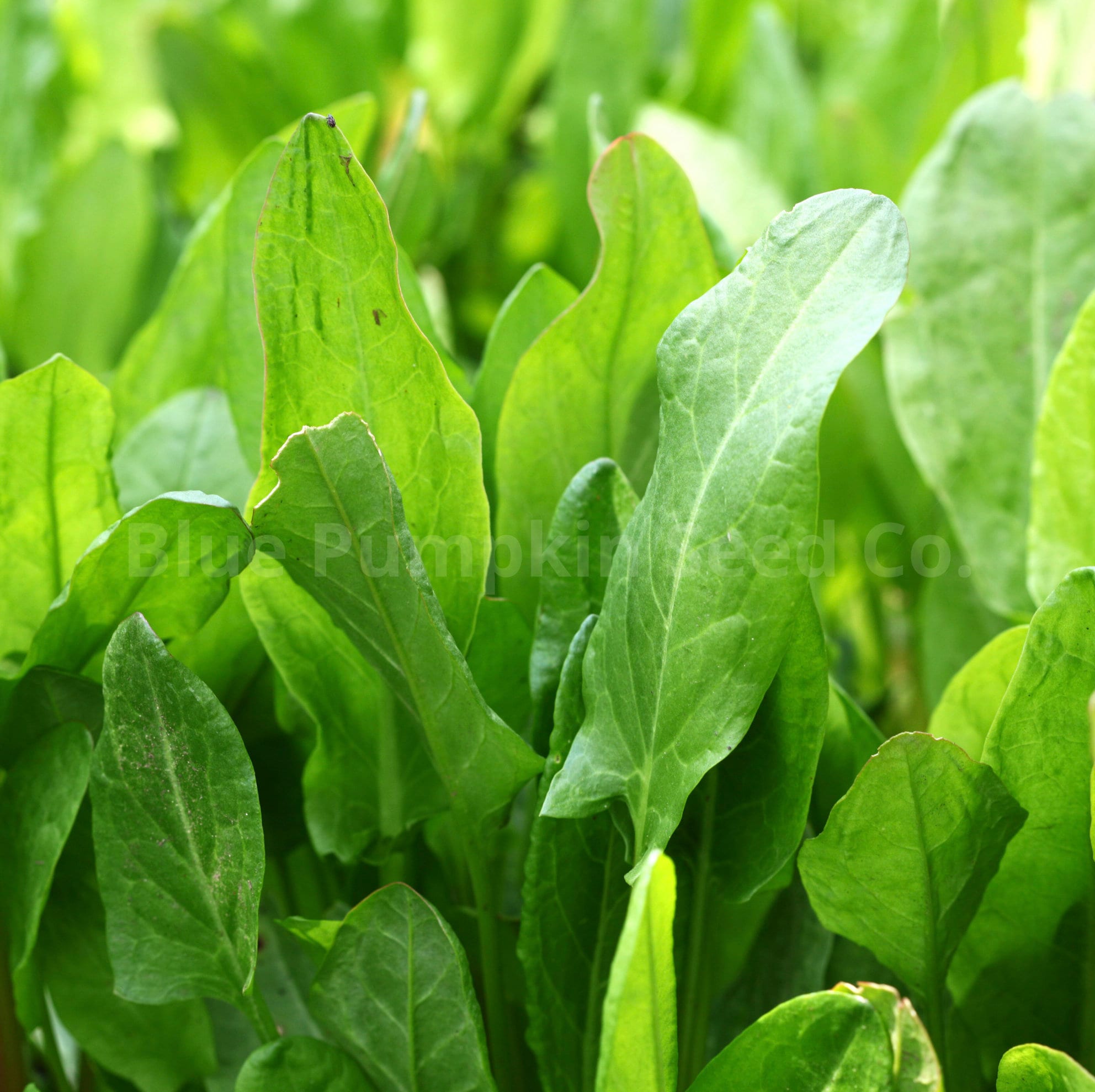 Large Leaf Sorrel heirloom Seeds: Spinach Dock - Etsy