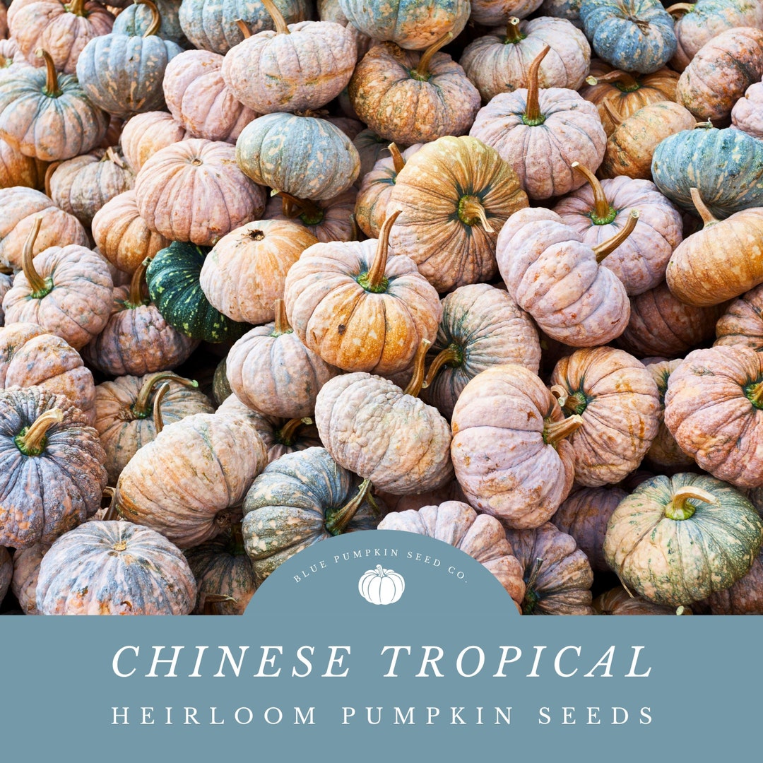 Chinese Tropical Pumpkins Grow Rare Heat Tolerant Pumpkins Savor the ...