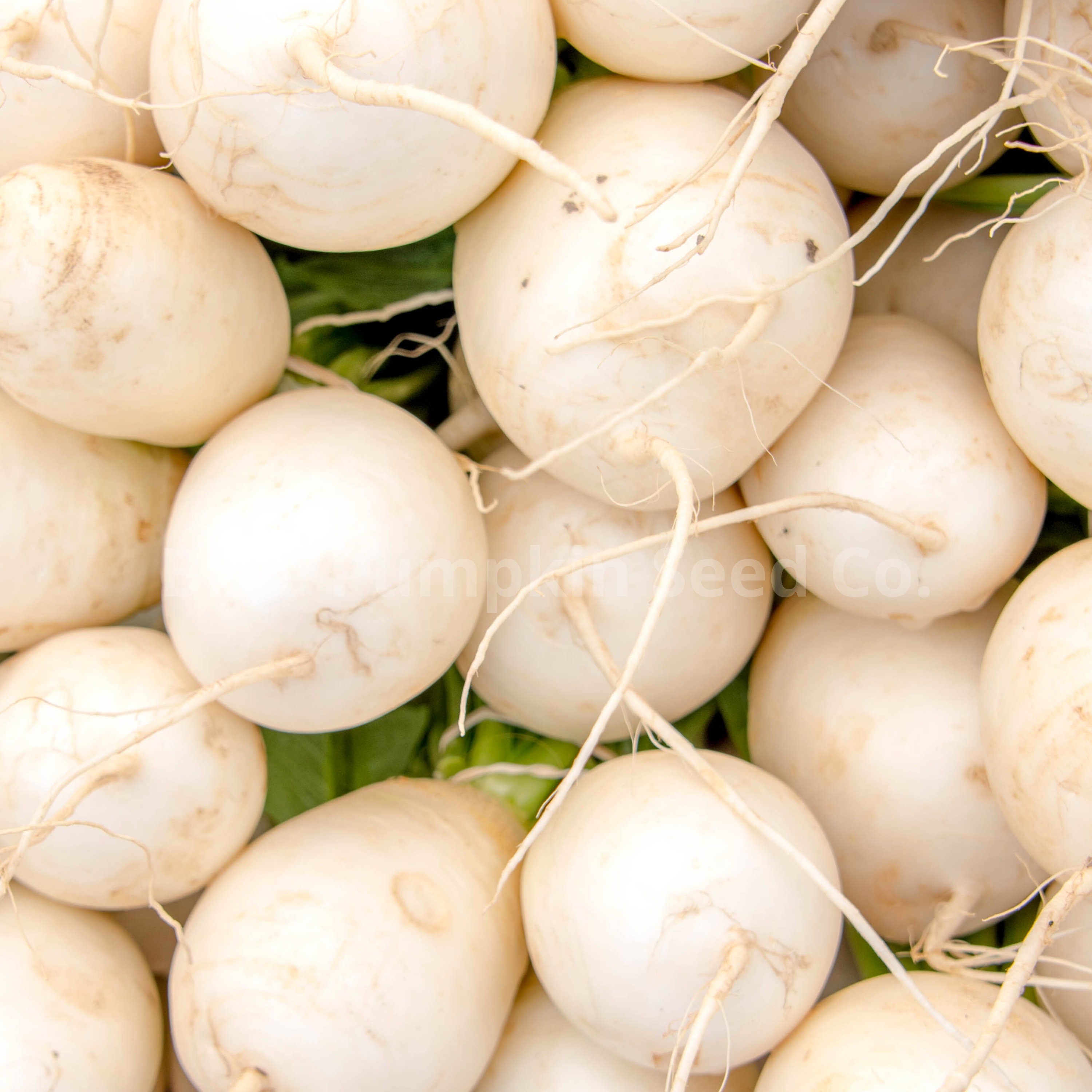 White Egg Turnip Seeds: Snowball Turnip Egg Turnip Heirloom | Etsy