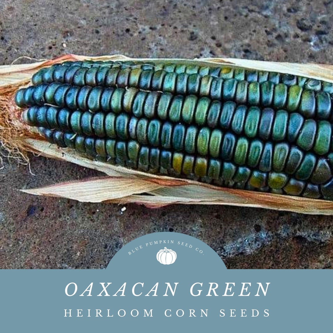Oaxacan Green Corn : Oaxacan Green Dent, Green Corn, Maize Verde ...