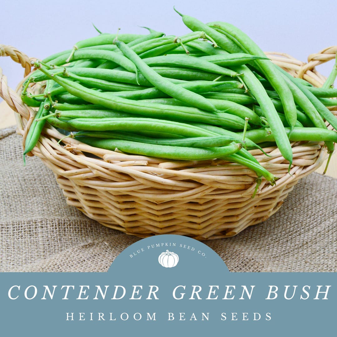 Contender Green Bush Bean Seeds: A Classic Reliable Bean With High ...