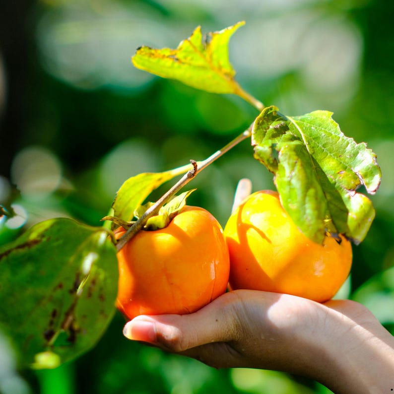 Japanese Persimmon Fruit Tree Seeds: Grow Persimmons Right in Your Own ...