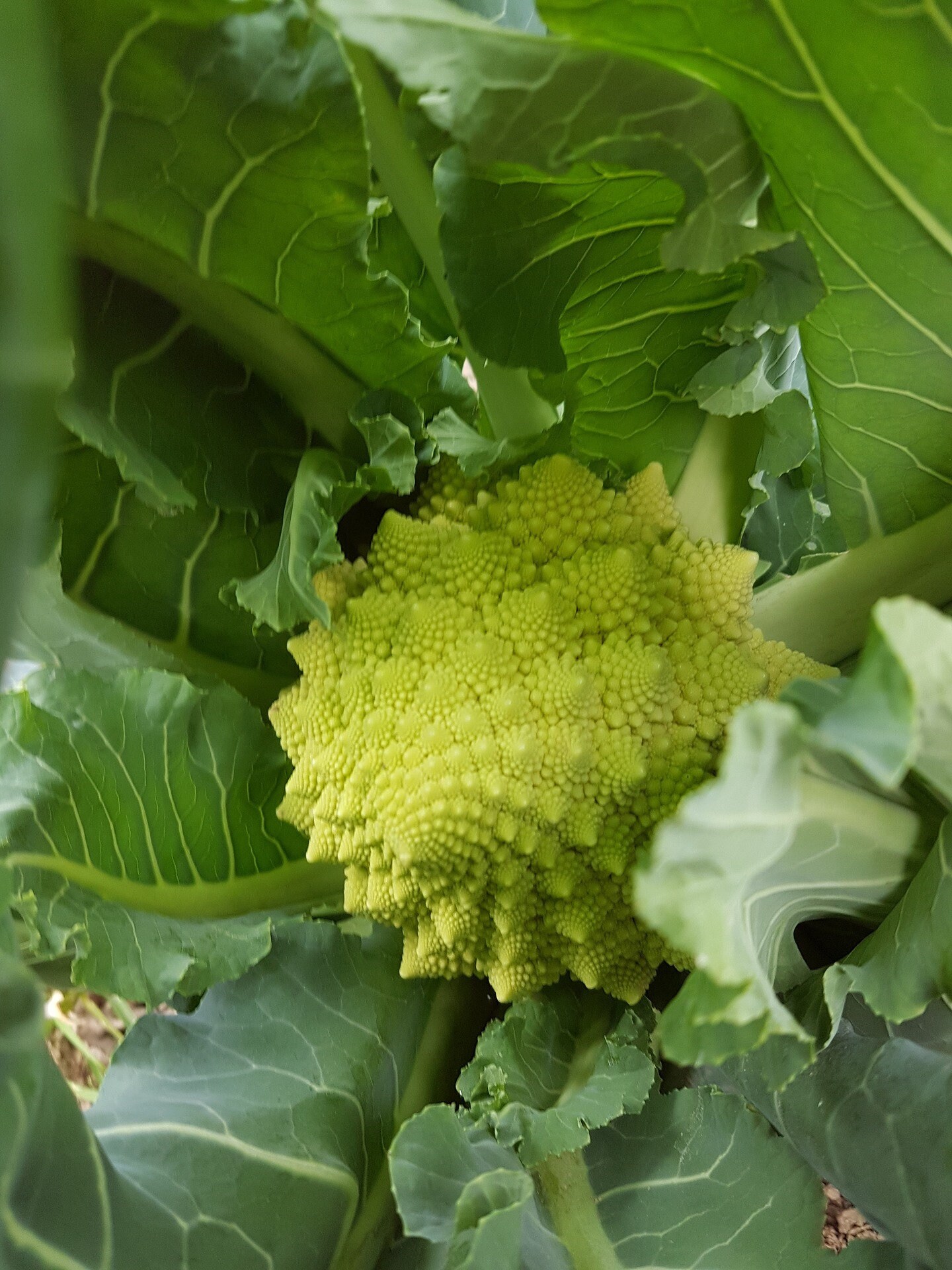 Organic Romanesco Broccoli heirloom: Roman Broccoli Roman - Etsy Canada