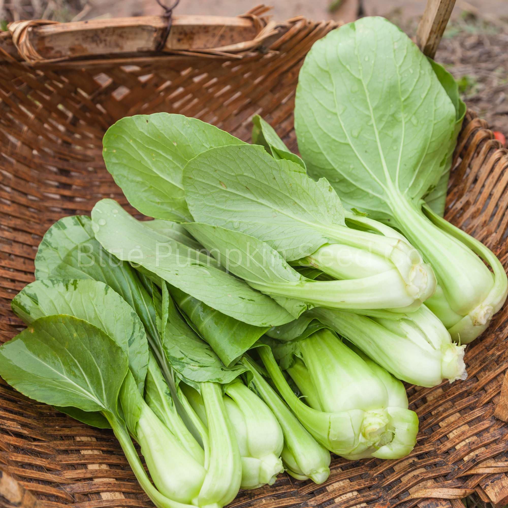 Li Ren Choi (F1) Baby Bok Choy Seeds: Dwarf Bok Choy, Dwarf Pak Choi ...