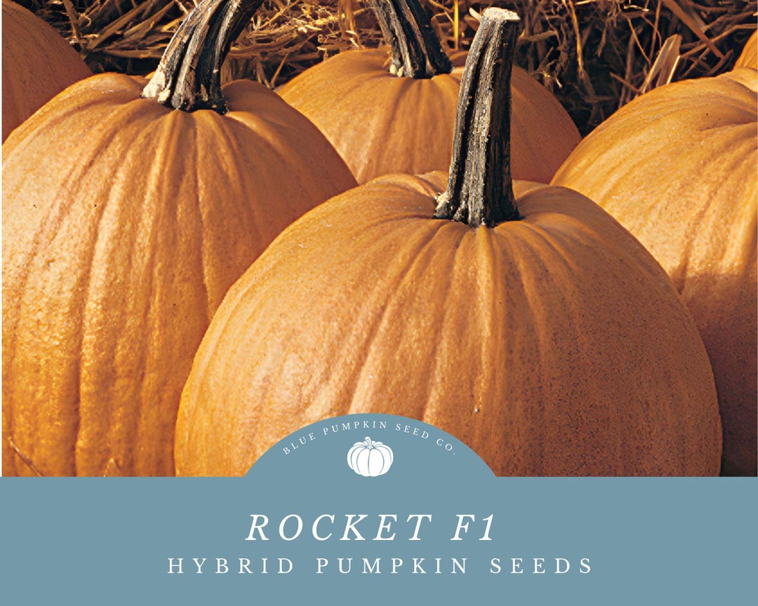 Rocket F1 Pumpkin Seeds: Early Maturing and Disease Resistant Mid-sized ...