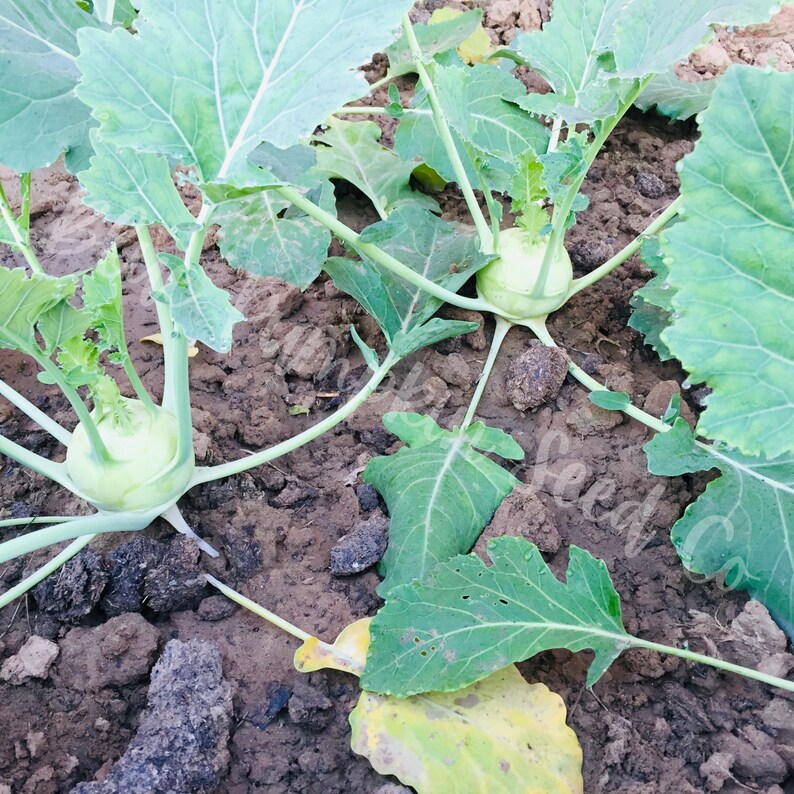 Early White Vienna Seeds: Perfect for Cool Weather Gardening -grow Your ...