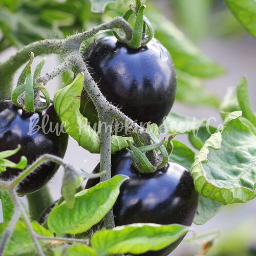 Indigo Cherry Drop Tomato Seeds Organic Open-pollinated - Etsy