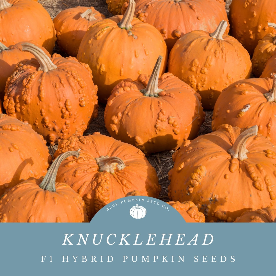 Knucklehead Pumpkin (f1/c.pepo): Bumpy Pumpkin. Warty Pumpkin, Scary Pumpkin, Pumpkin Seeds ...