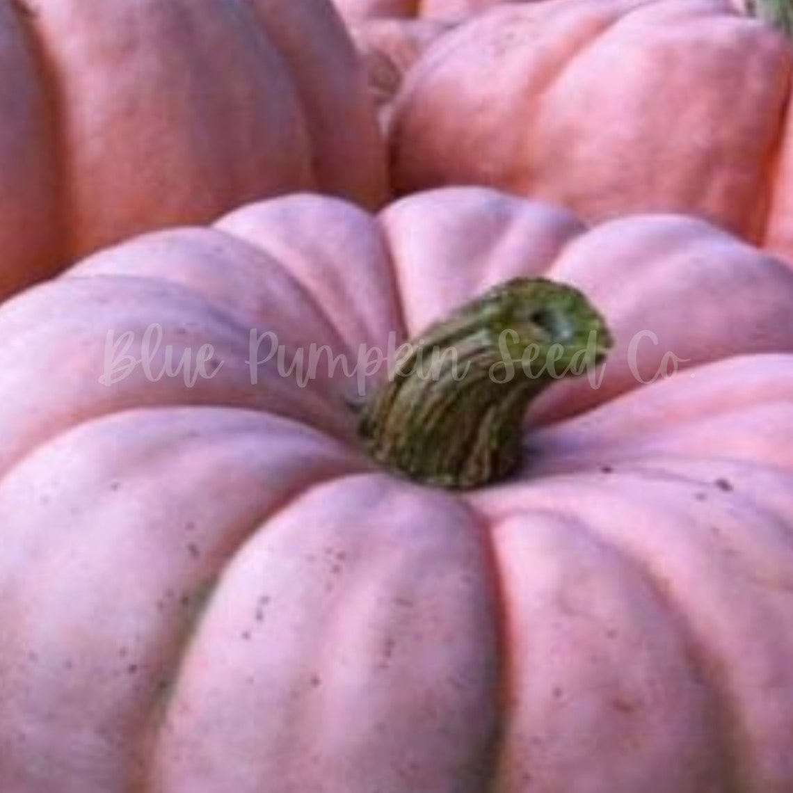 Porcelain Princess Pumpkin Seeds (f1/c.maxima): Miniature Porcelain ...
