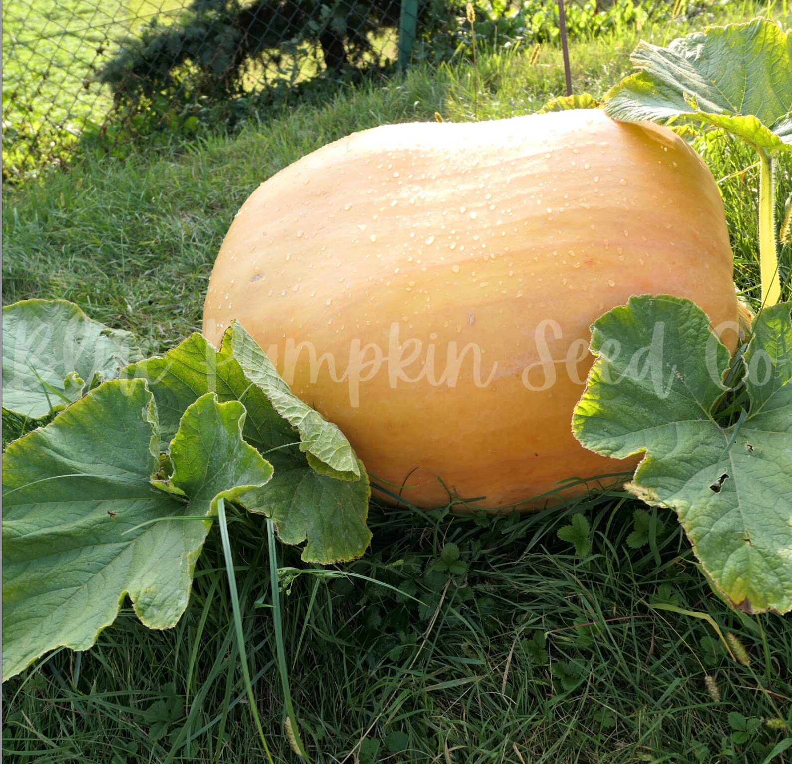 Dill's Atlantic Giant Pumpkin Seeds - Grow Giant Pumpkins - Break World ...