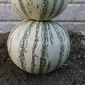 Silver Edge (heirloom/c.mixta) Seeds: Heirloom Squash, Cushaw Pumpkin ...